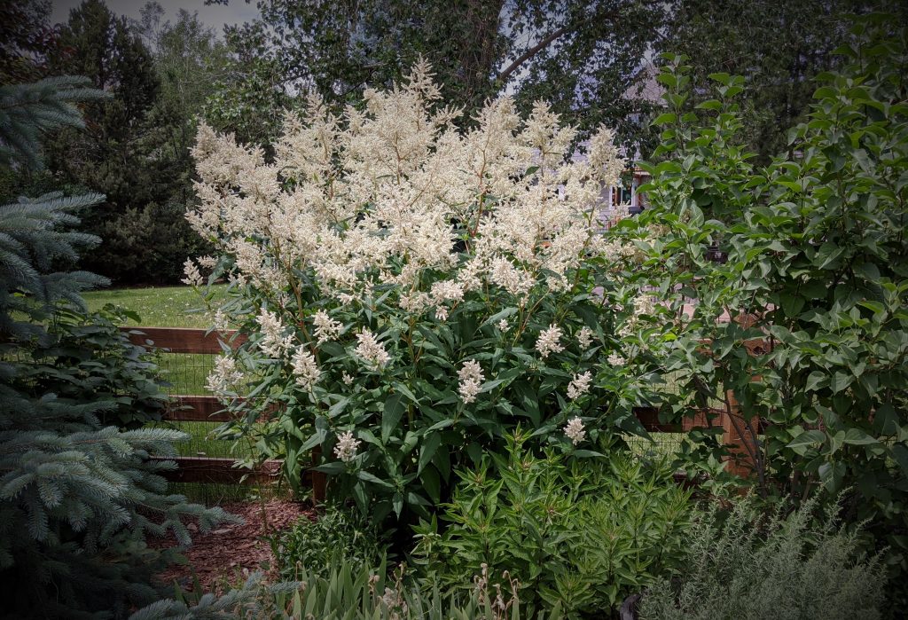 Home - Colorado Garden Design